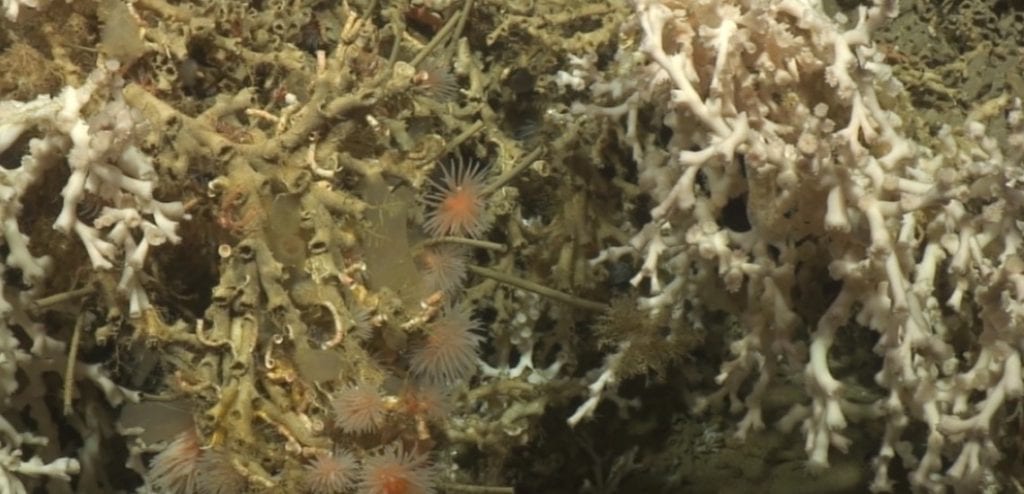 Minugulay Reef Complex Case Study - MASTS